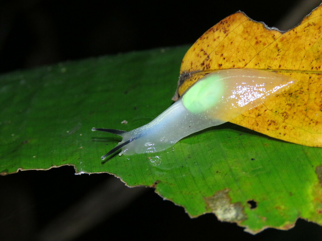 Puerto Rican Semi-slug from Jiménez, Río Grande 00745, Puerto Rico on ...