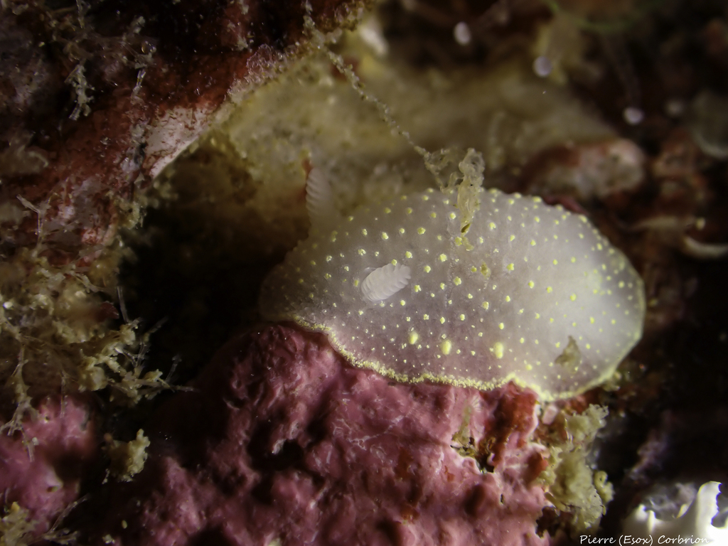 White Atlantic Cadlina from Finistère, Bretagne, FR on July 16, 2022 at ...