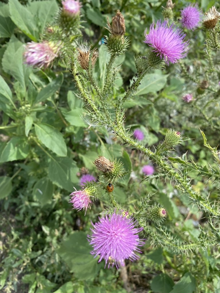 Broad-winged Thistle from Липецкая обл., Россия, 399759 on July 27 ...