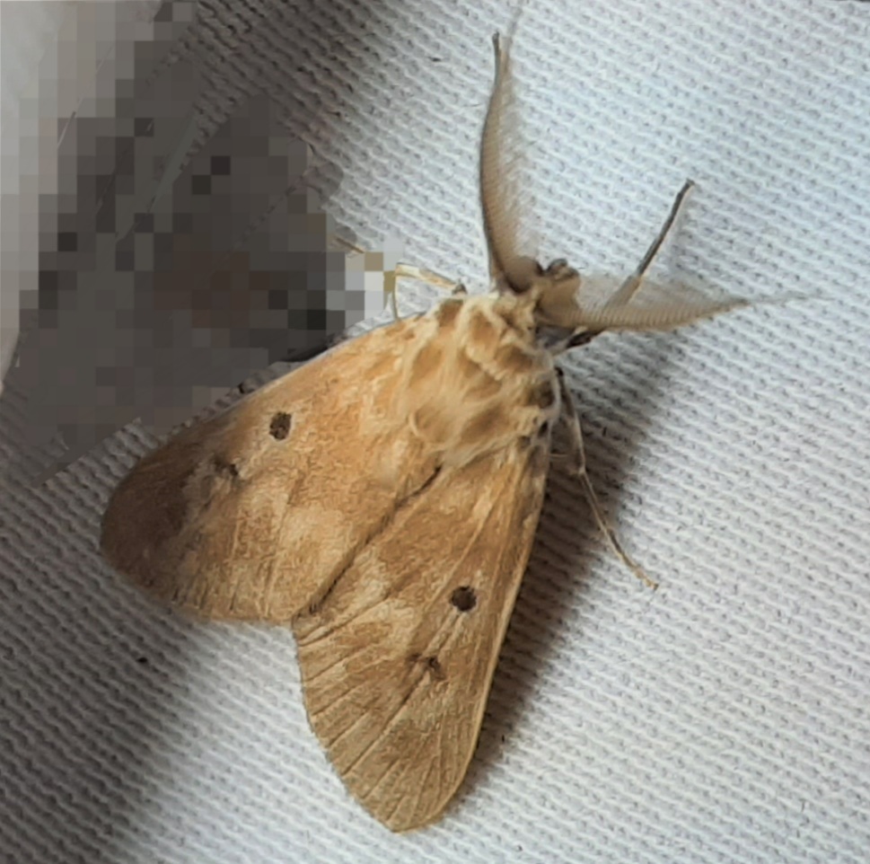 Carissa Tiger Moth from Dhamandevi Mohalla, Maharashtra 415605, India ...