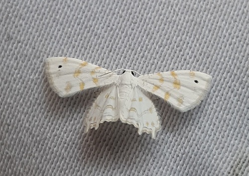 género Epiplema · NaturaLista Colombia