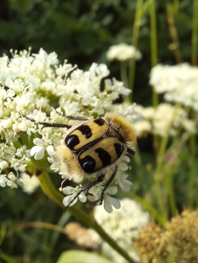 French Flower Chafer from Genneton on June 09, 2021 at 05:08 PM by ...