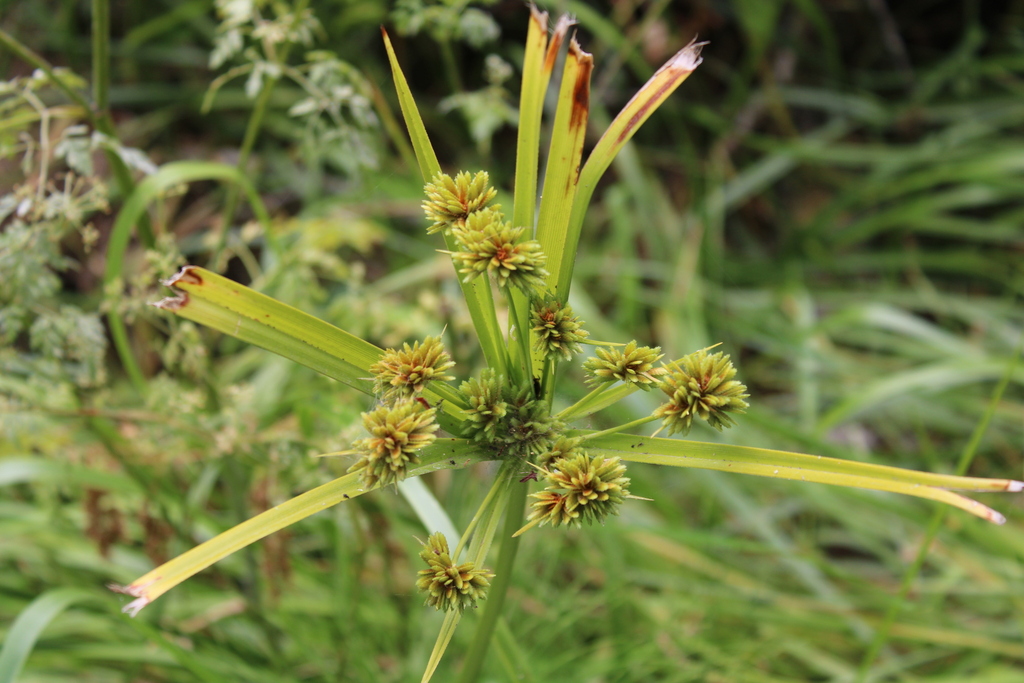 tall flatsedge from Limantour Beach, California 94956, USA on July 25 ...