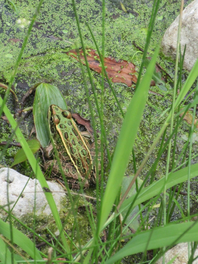 Northern Leopard Frog from Stamm Woodlot on July 25, 2022 at 02:53 PM ...