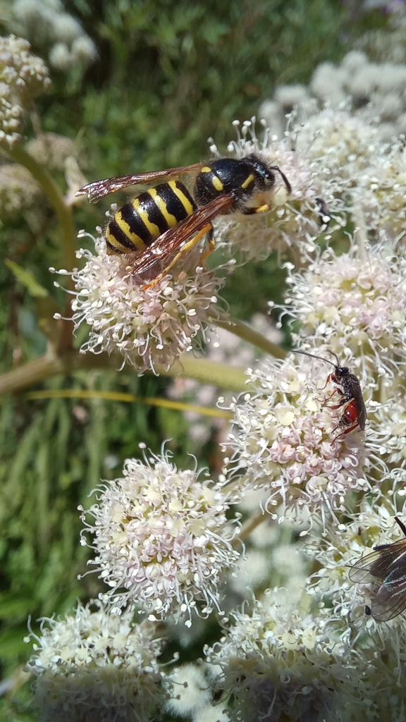 Tree Wasp from 11028 Valtournenche AO, Italia on July 24, 2022 at 11:09 ...