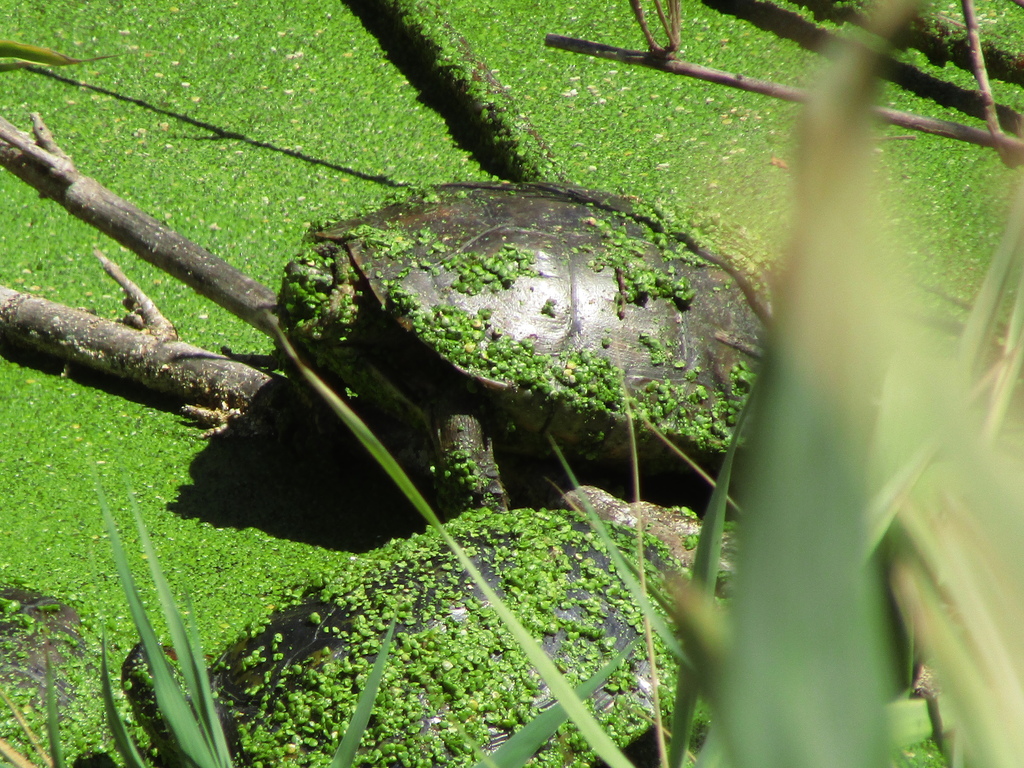 Mediterranean Turtle from 2660 Frielas, Portugal on July 27, 2022 at 12 ...
