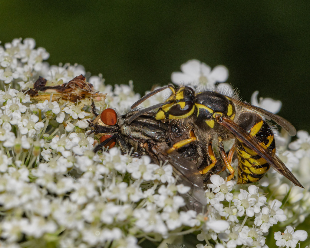Jagged Ambush Bug from Regional Municipality of Peel, ON, Canada on ...