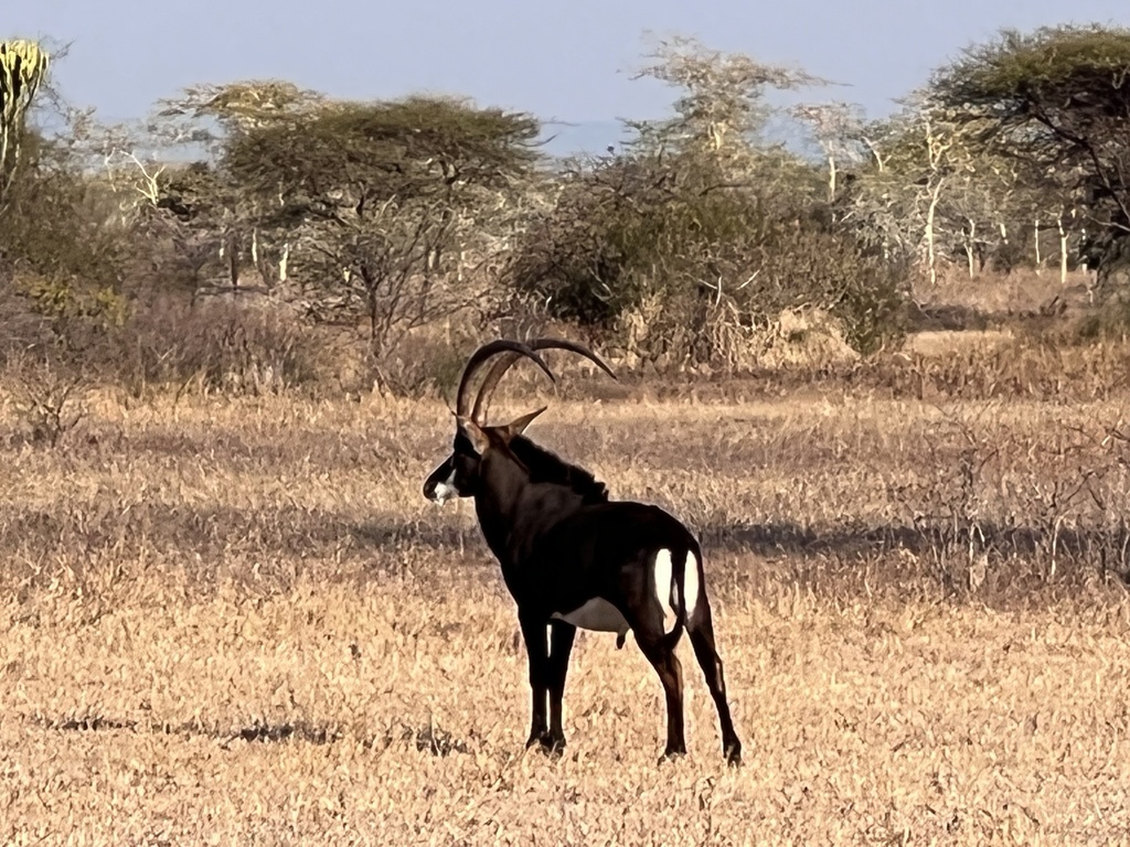 West Tanzanian Sable Antelope from Parco nazionale di Ruaha, Mbarali ...