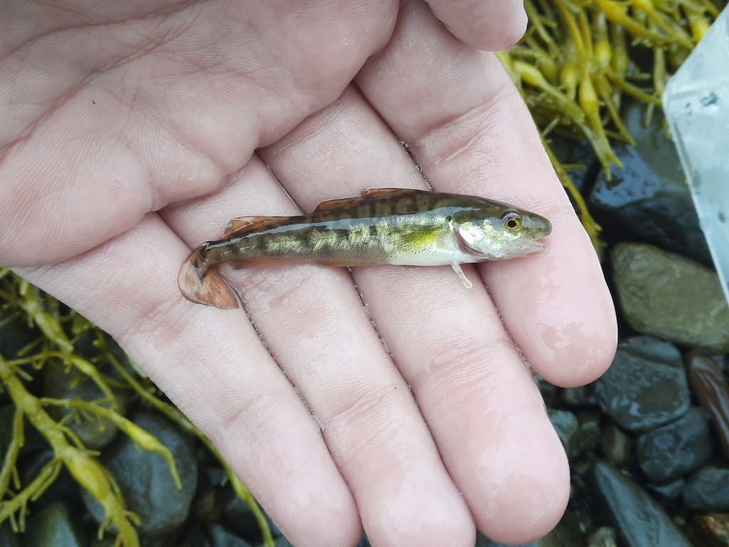 Atlantic Tomcod from Tangier, NS, Canada on July 25, 2022 at 10:20 AM ...