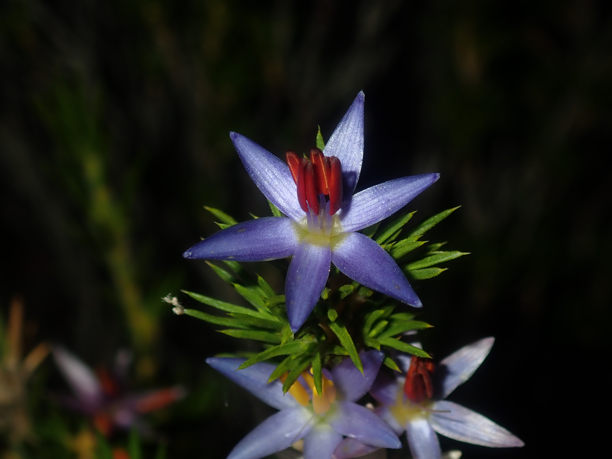 Calectasia narragara R.L.Barrett & K.W.Dixon