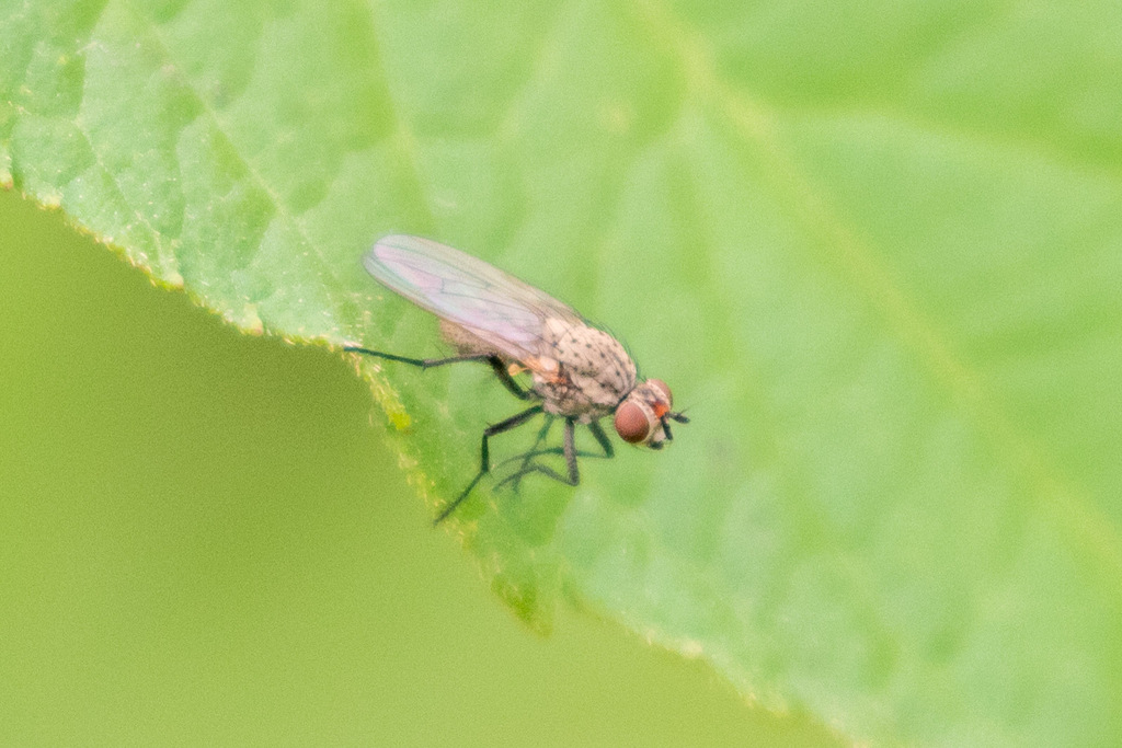 Muscoid Flies from Summit County, OH, USA on June 20, 2022 at 08:58 AM ...