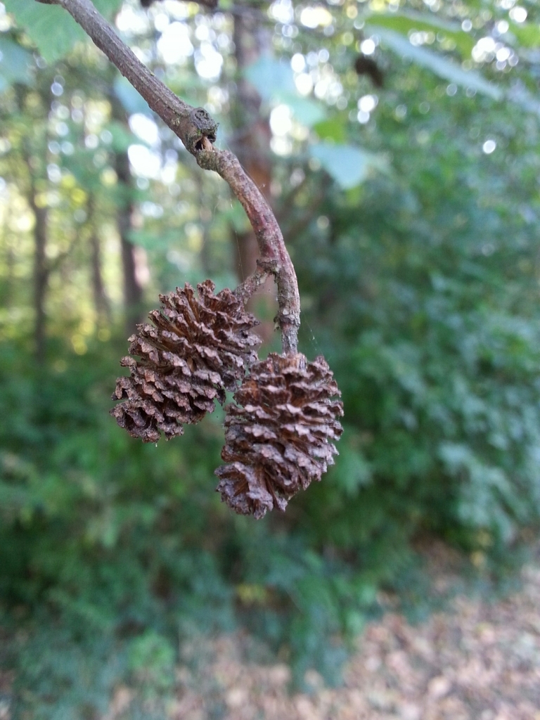 Red Alder (Handbook for the Native Trees of Oregon) · iNaturalist