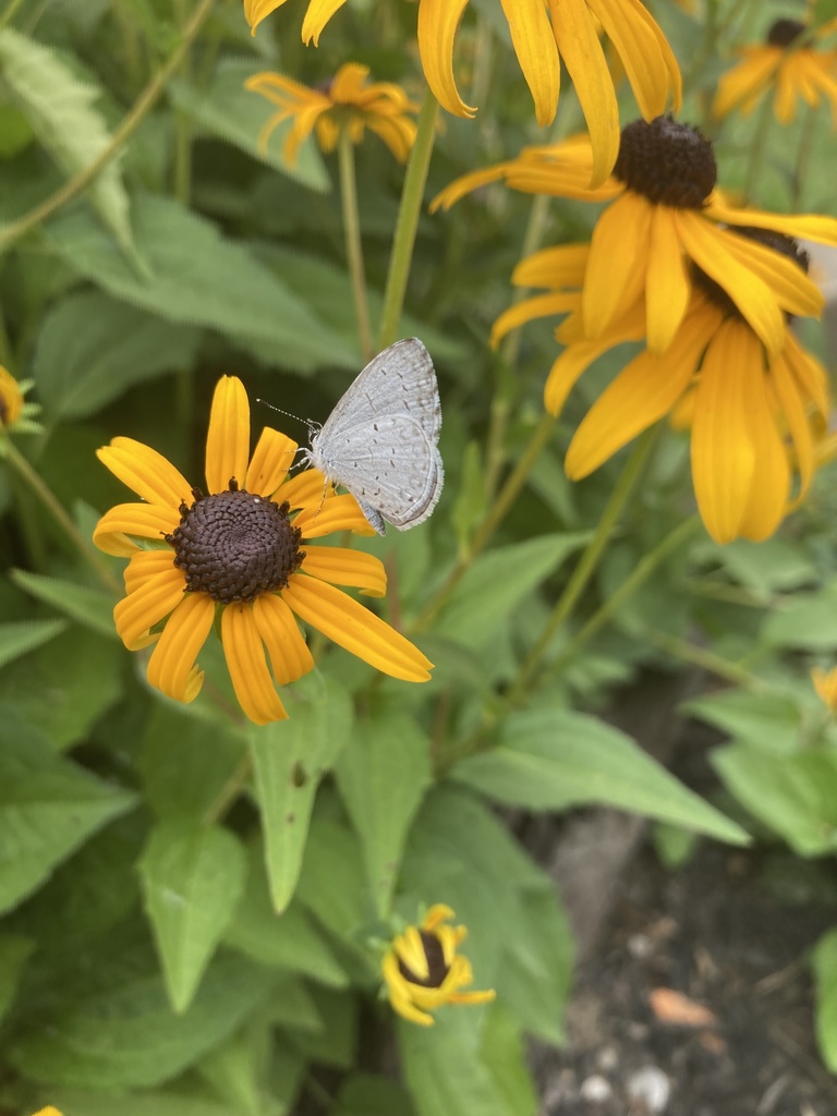 Summer Azure from N Galena Rd, Sunbury, OH, US on July 25, 2022 at 04: ...