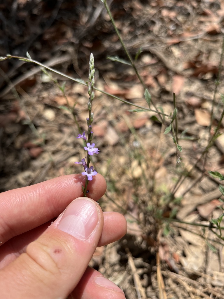 Mint Vervain from Clairemont Mesa West, San Diego, CA, US on July 26 ...