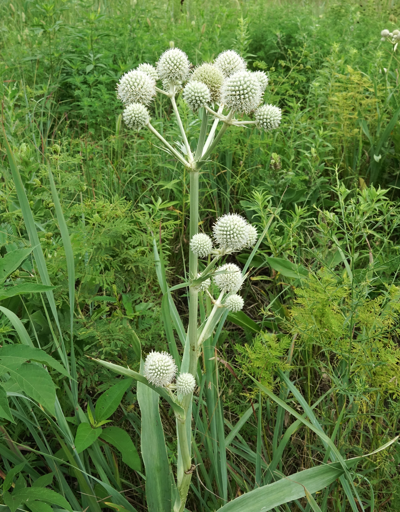 Week 2 Plant List · iNaturalist