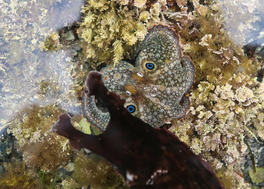 Lesser Two-spot Octopus from La Jolla, San Diego, CA, USA on July 02 ...