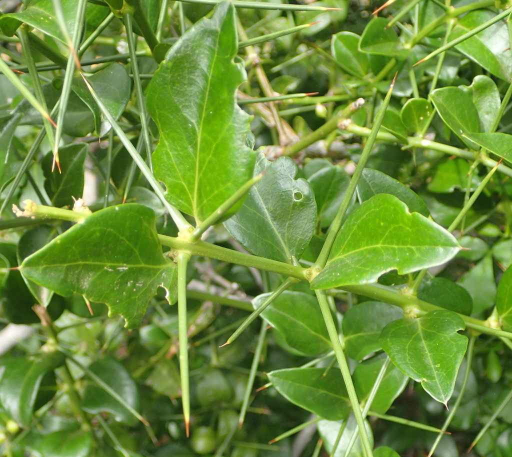 Needle Bush from Jansenville - Steytleville, Western District, South ...