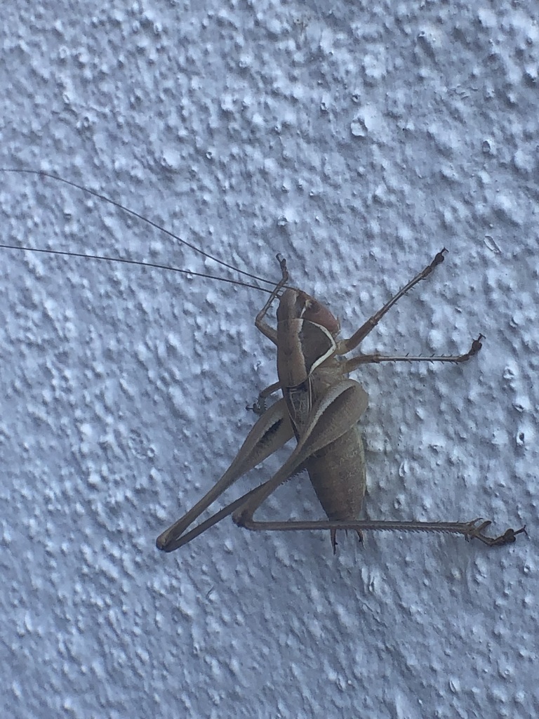 Red-faced Bush-cricket in July 2022 by apromaco · iNaturalist