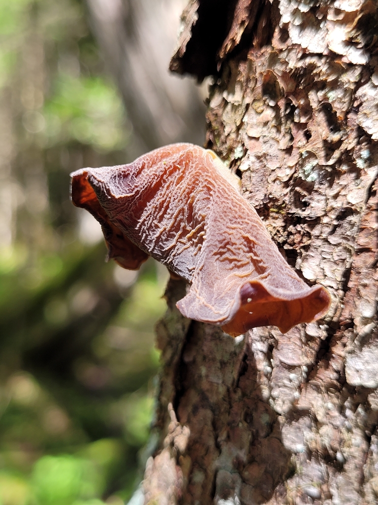 Jelly Tree Ear from Conroys Marsh Conservation Reserve, CA-ON-HS, CA-ON ...