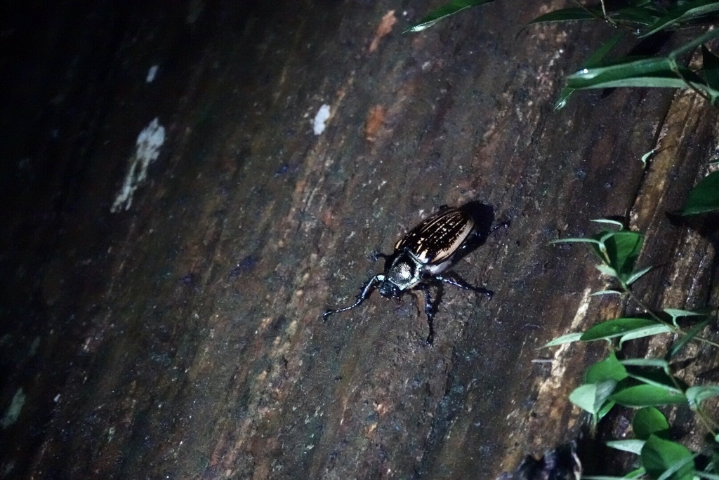 Cheirotonus jansoni from 天目山自然保护区, 杭州市, 浙江省, CN on July 26, 2022 at 07: ...