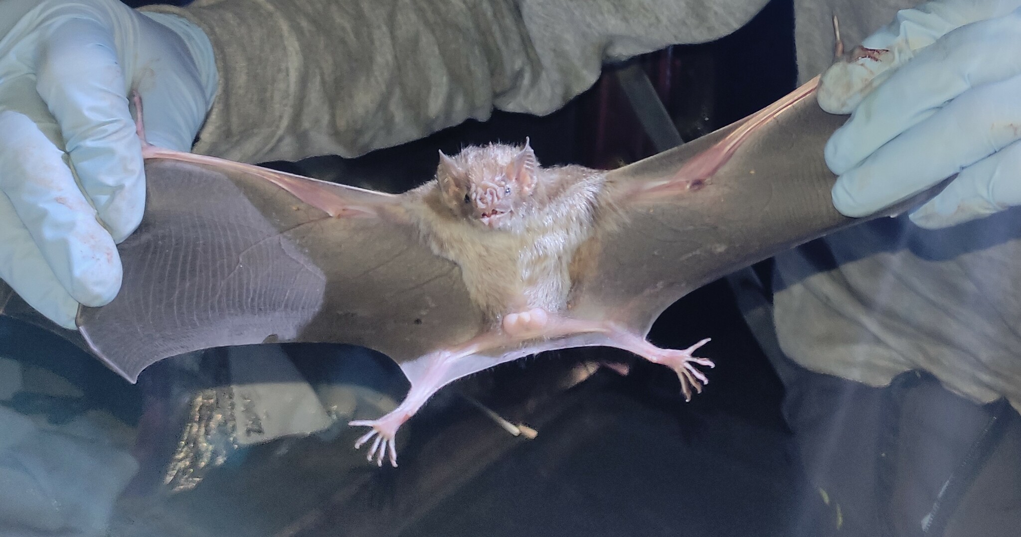 Desmodus rotundus (E.Geoffroy, 1810)