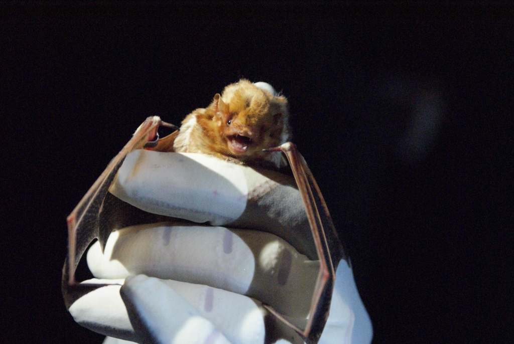 Eastern Red Bat from Pisgah Forest on July 27, 2022 at 11:31 AM by Kyle ...