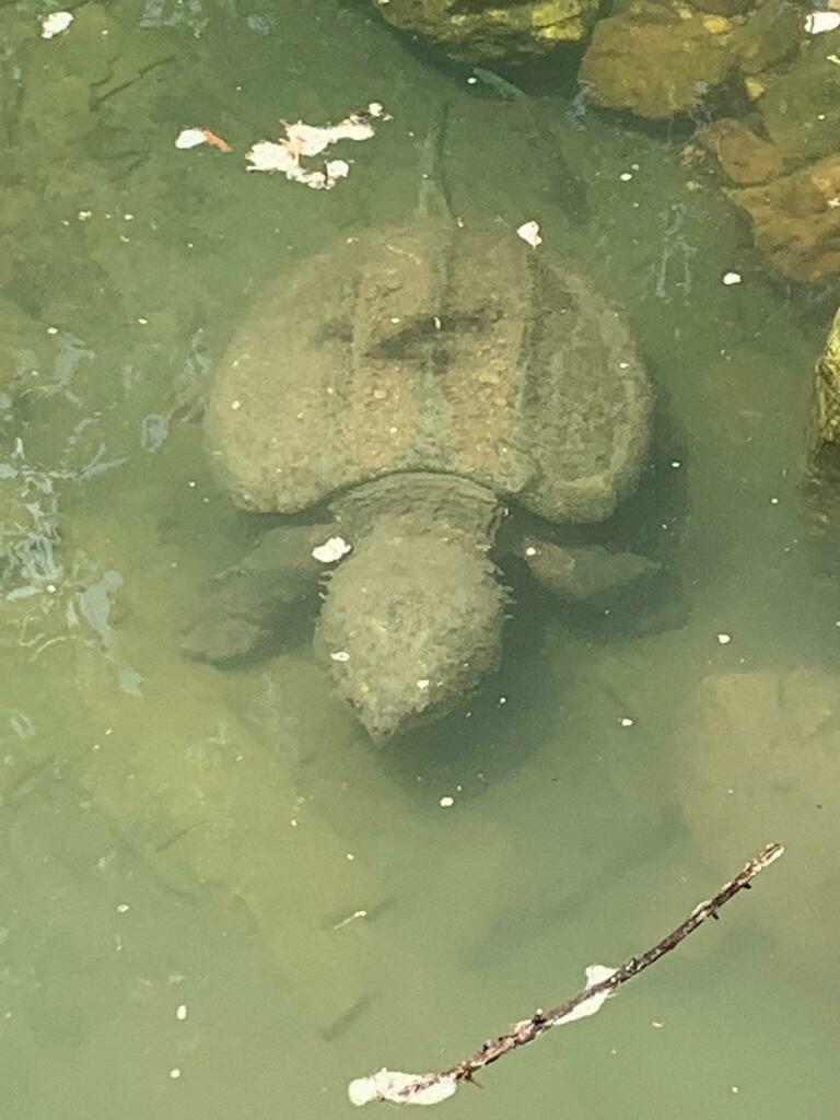 Alligator Snapping Turtle in July 2022 by Joe Ledvina. Observed and ...