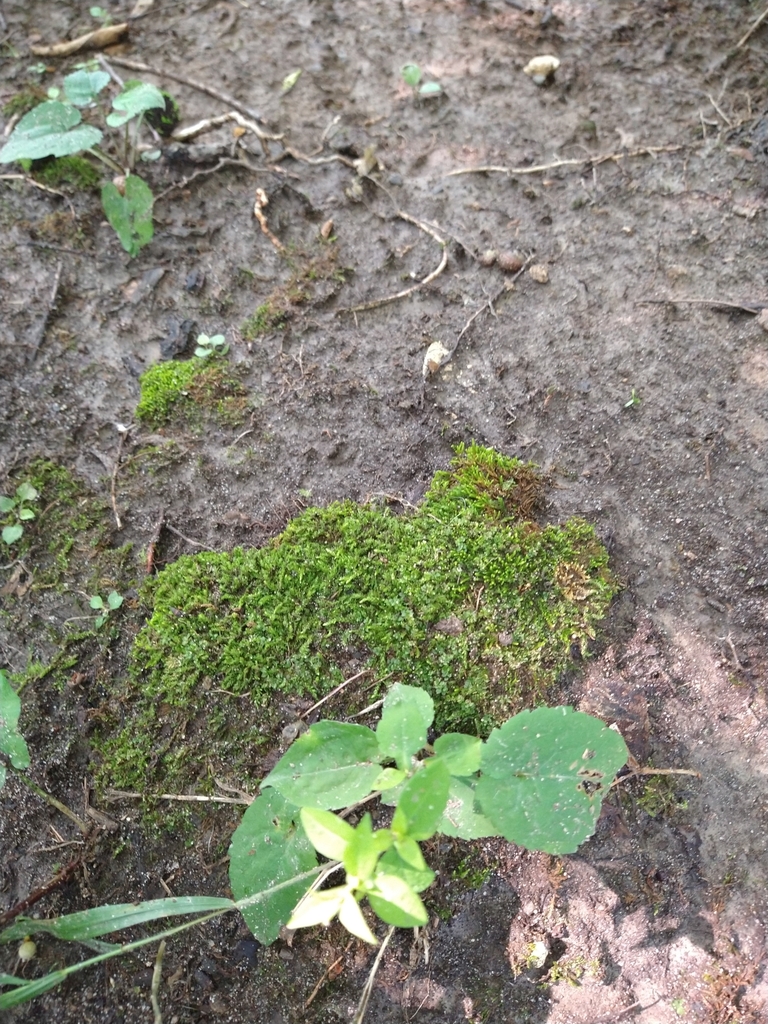tree-skirt moss from Steele County, US-MN, US on July 27, 2022 at 09:57 ...