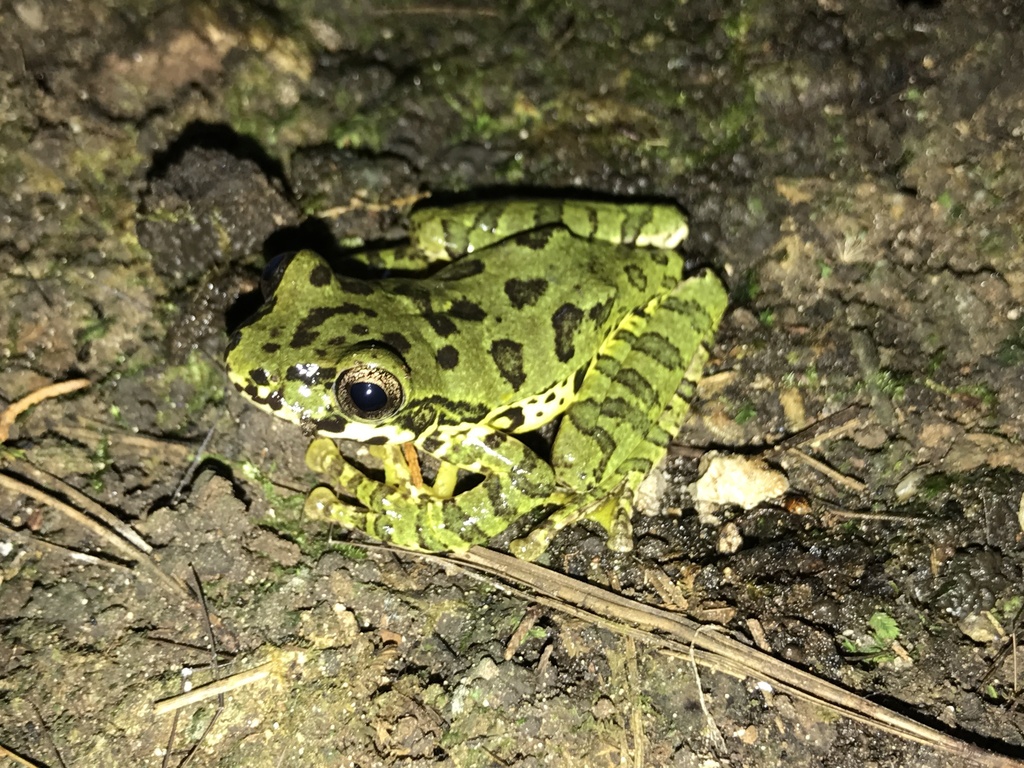Porthole tree frog from Xilitla, San Luis Potosí, MX on May 2, 2017 at 02:09 PM by Chris ...