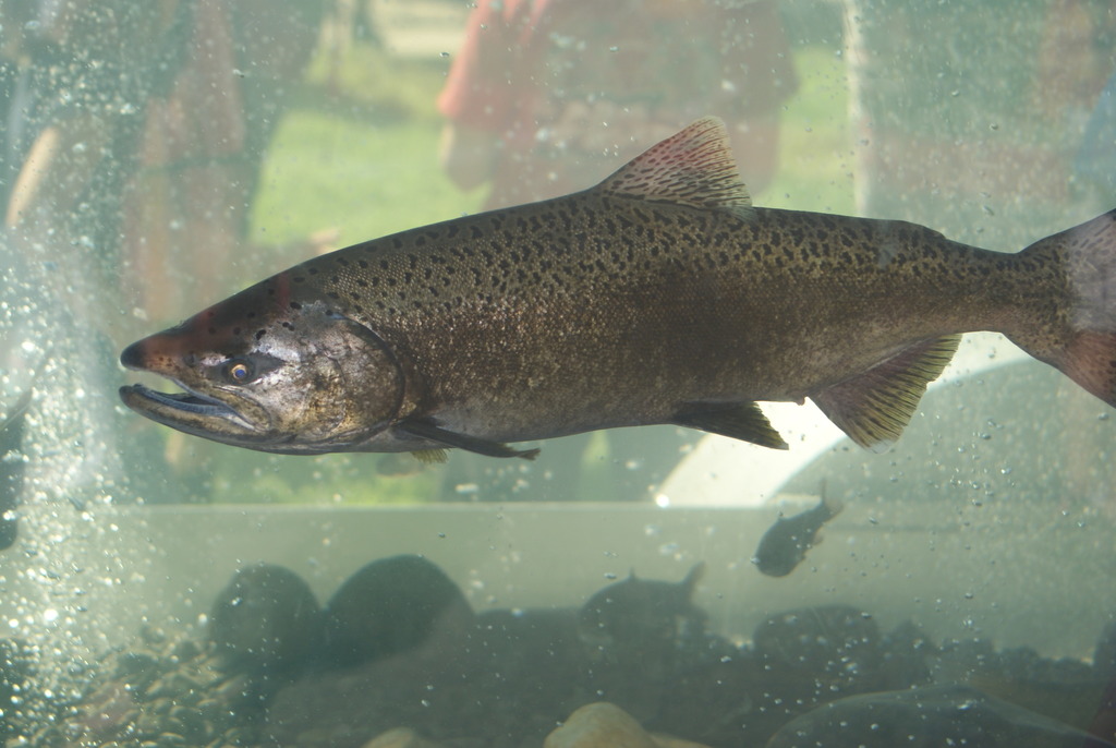 Chinook Salmon (Washington: Olympic Peninsula) · iNaturalist