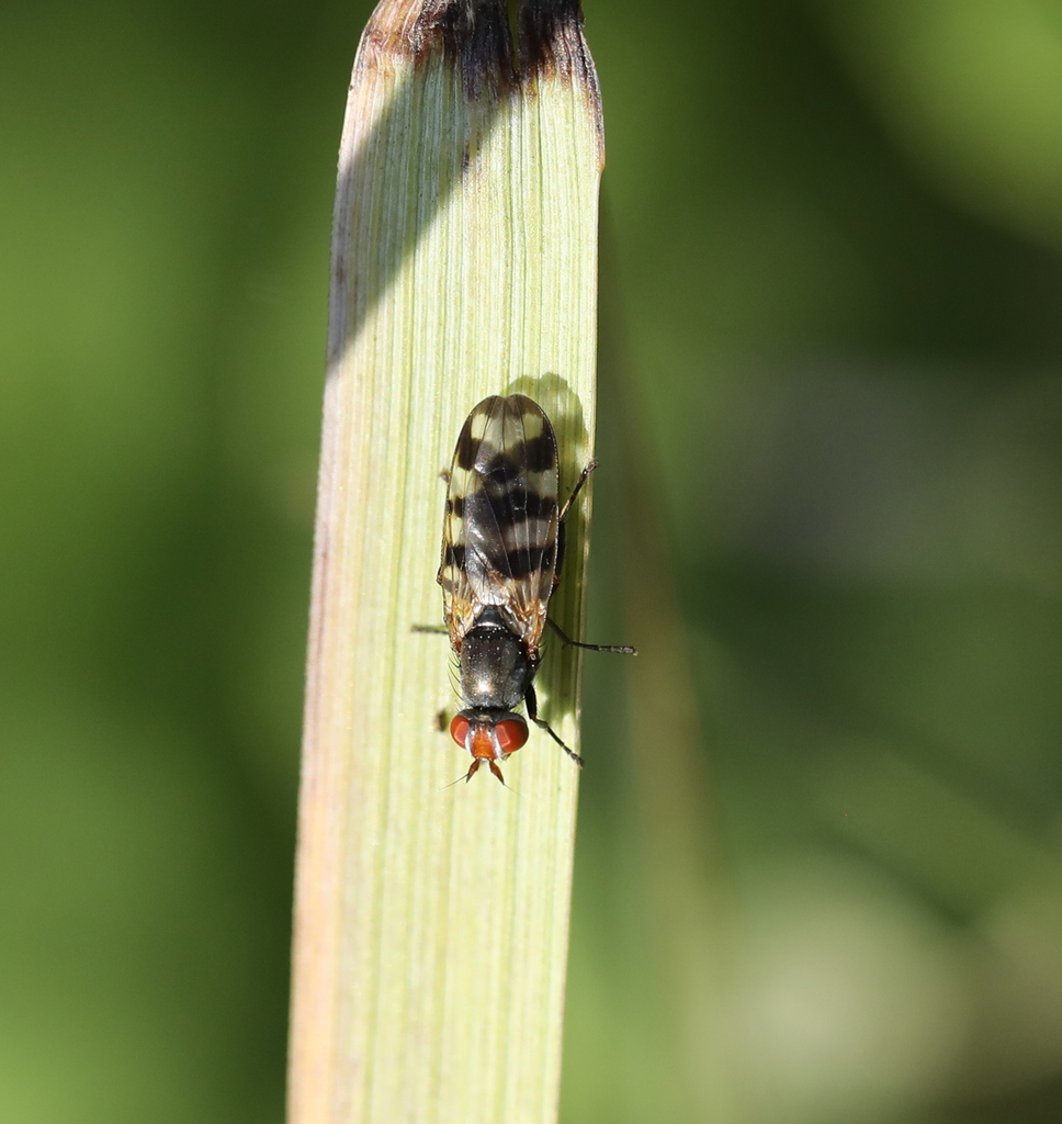 Band-winged Wingwaver from Oudalle, France on July 27, 2022 at 06:08 PM ...
