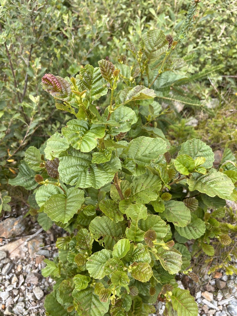 common alder from Fort William and Ardnamurchan Ward, Ballachulish ...