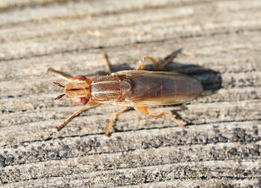 Platycephala planifrons from Oudalle, France on July 27, 2022 at 06:34 ...