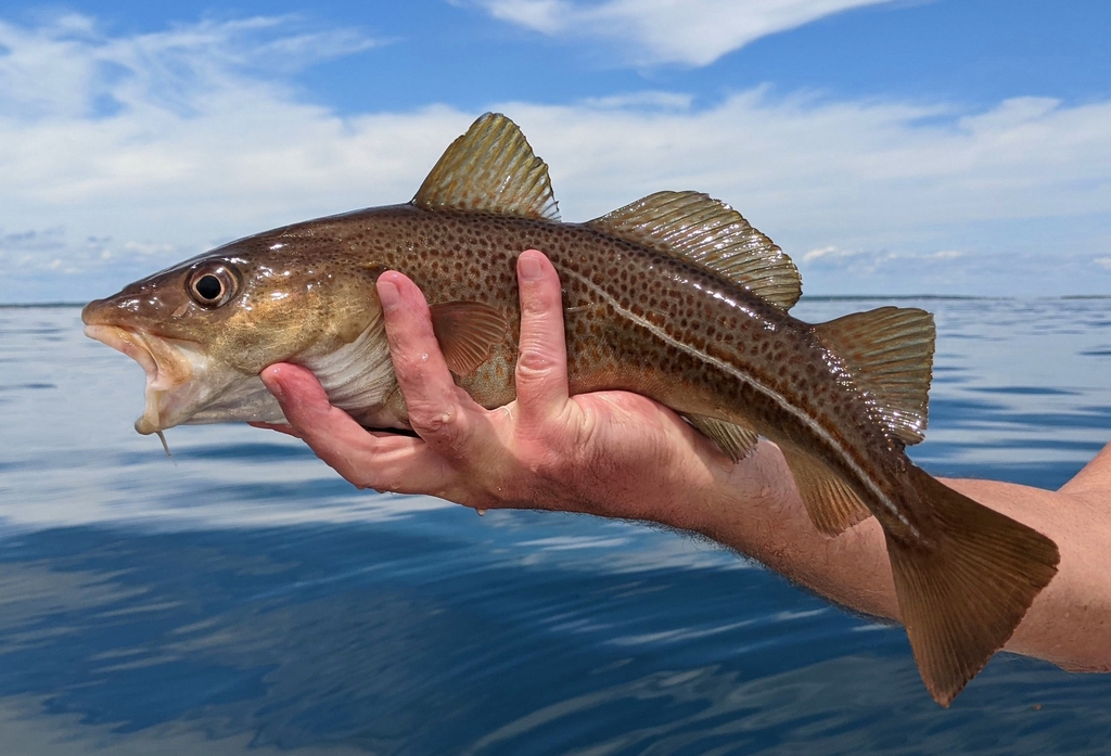Atlantic Cod (Gadus morhua) - Marine Life Identification