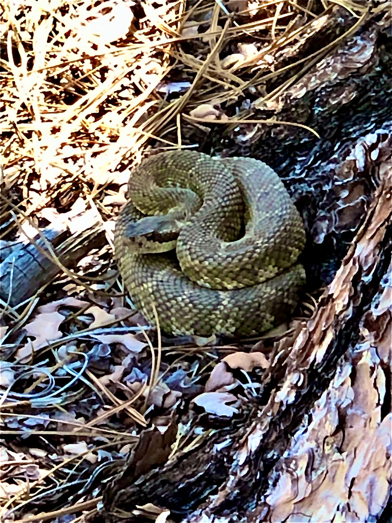 Northern Pacific Rattlesnake from Gazelle on July 15, 2022 at 04:28 PM ...