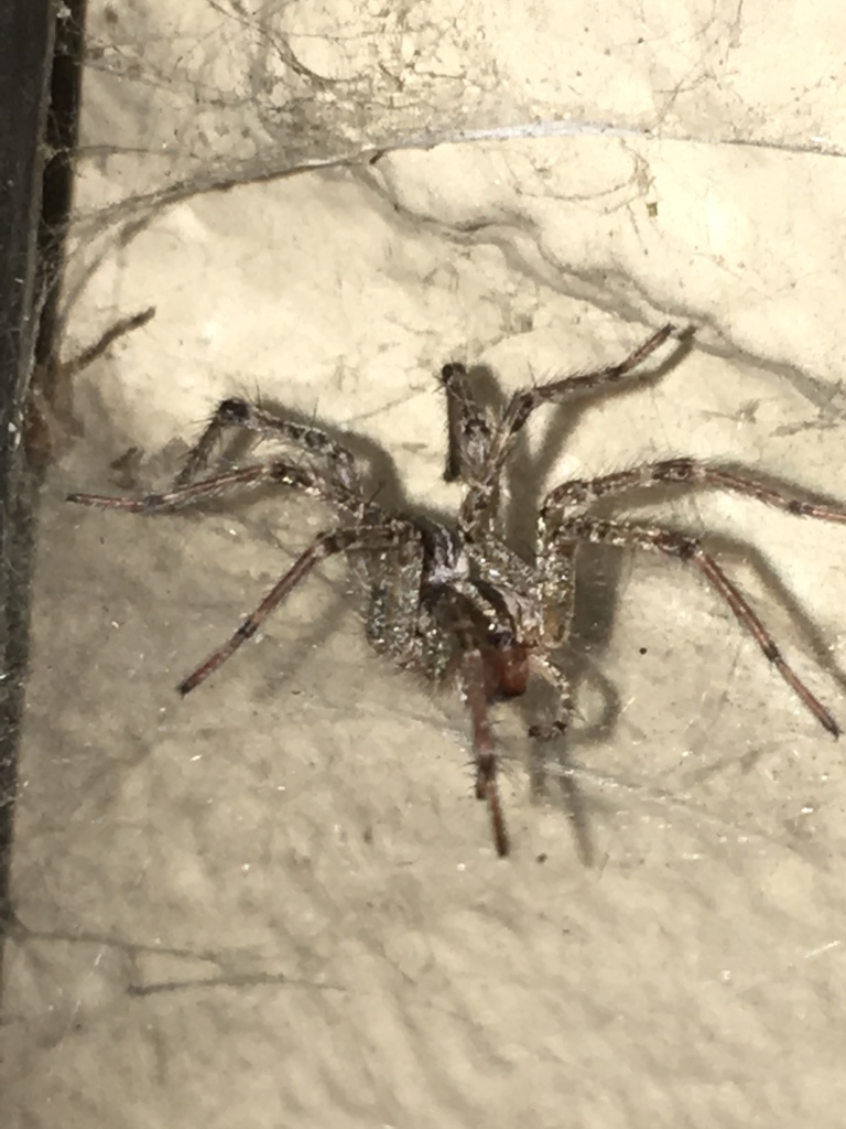 Typical Funnel Weavers from 9 Martinsburg Rd, Mount Vernon, OH, US on ...