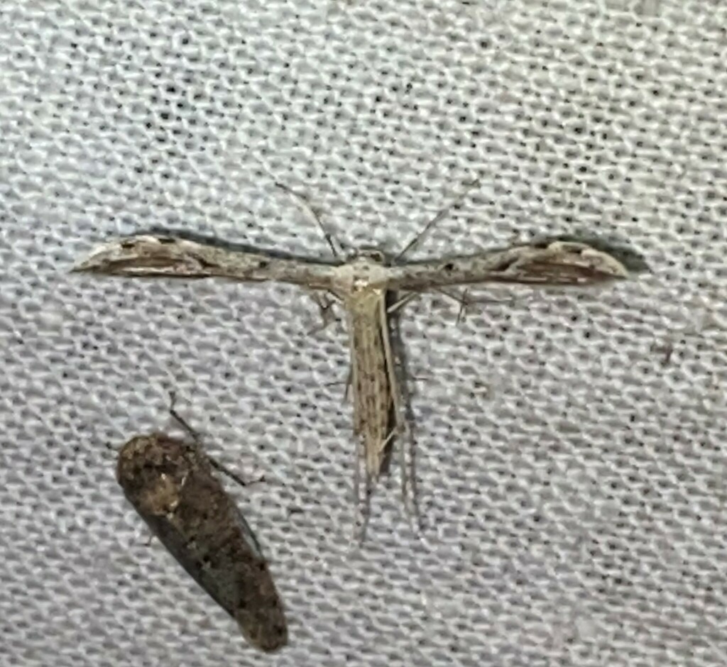 Belfrage's Plume Moth from Along Ijams Branch, off of Co. Rd. 275 ...