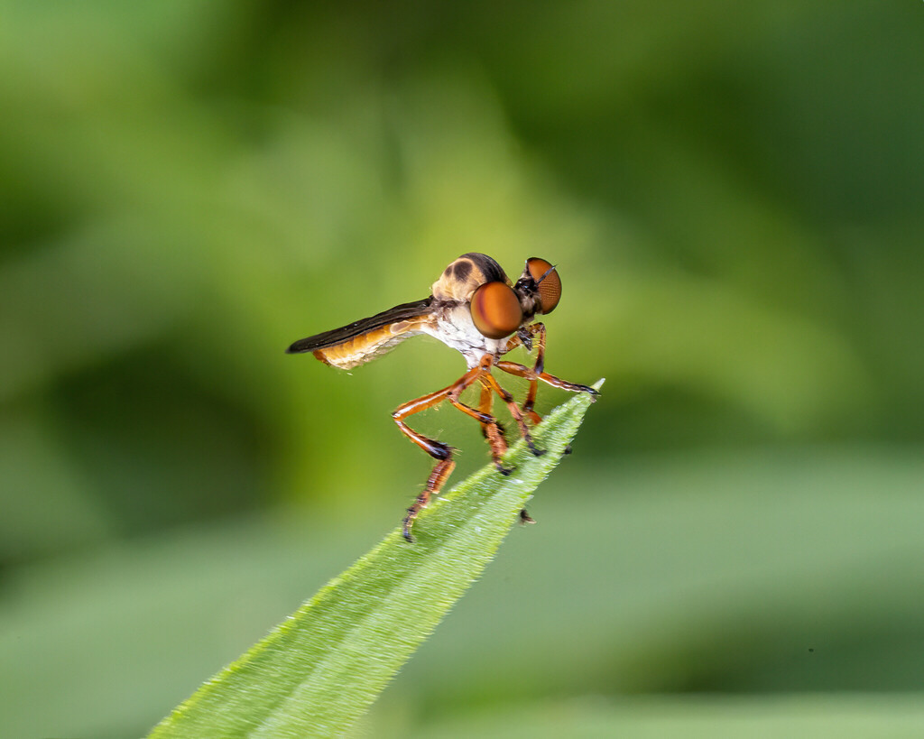 Gnat Ogres from Northumberland County, PA, USA on July 27, 2022 at 09: ...