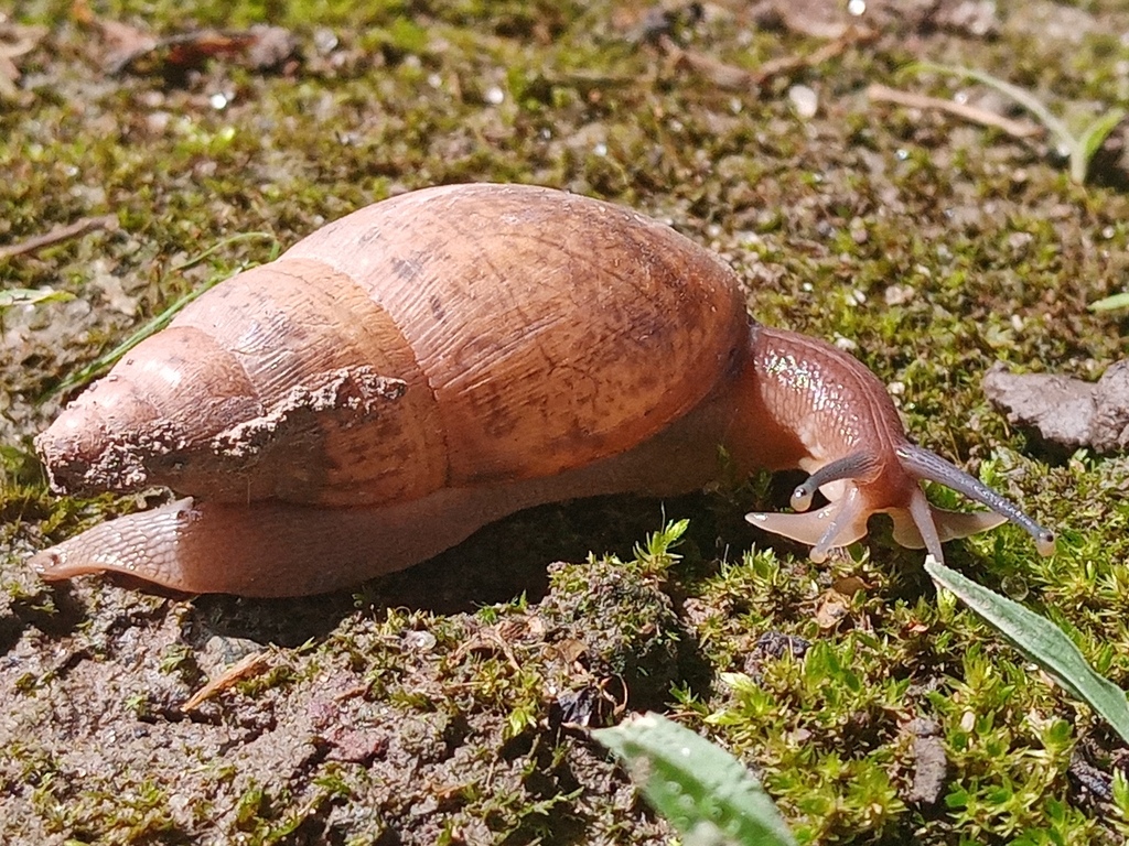 wolf snails from Las Guías Oriente, Río Hato, Panamá on July 26, 2022 ...