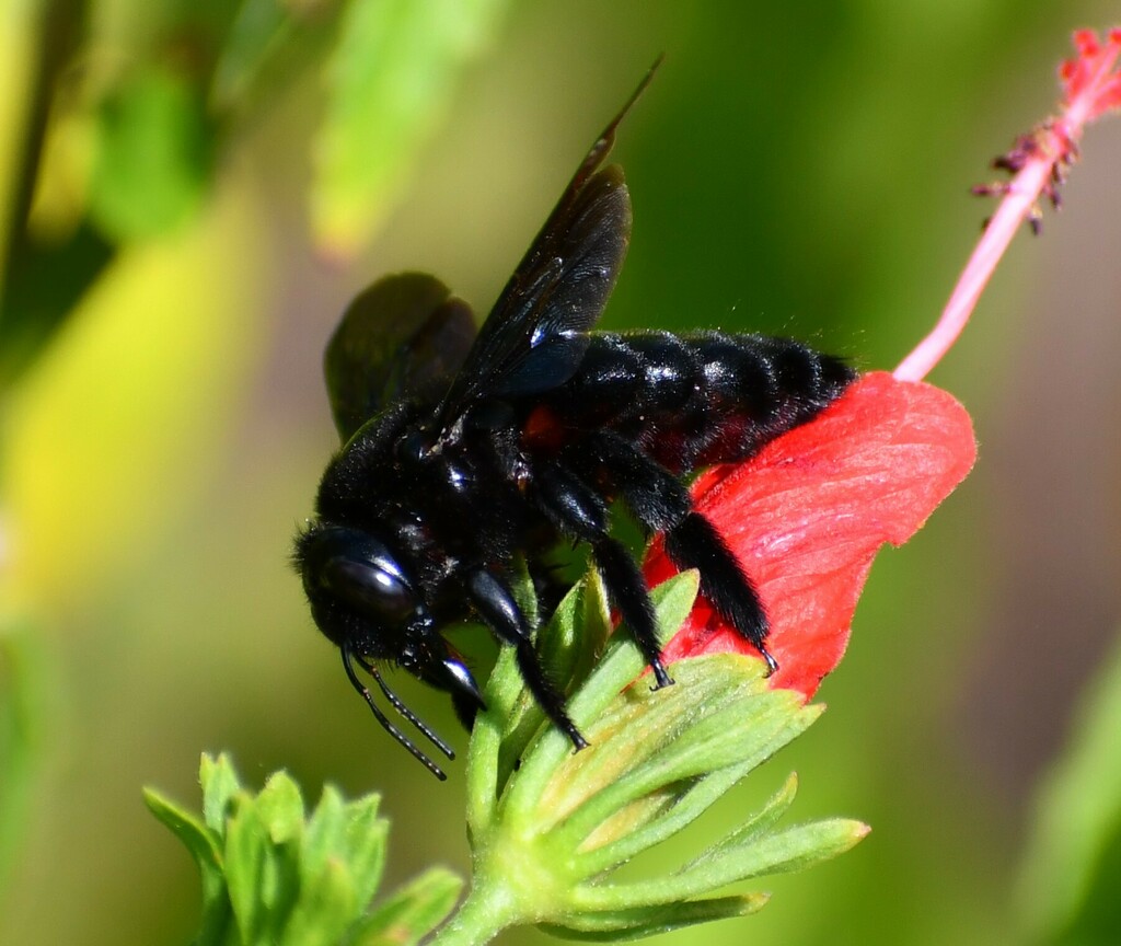 Strand's Carpenter Bee from South Side, Corpus Christi, TX, USA on July ...