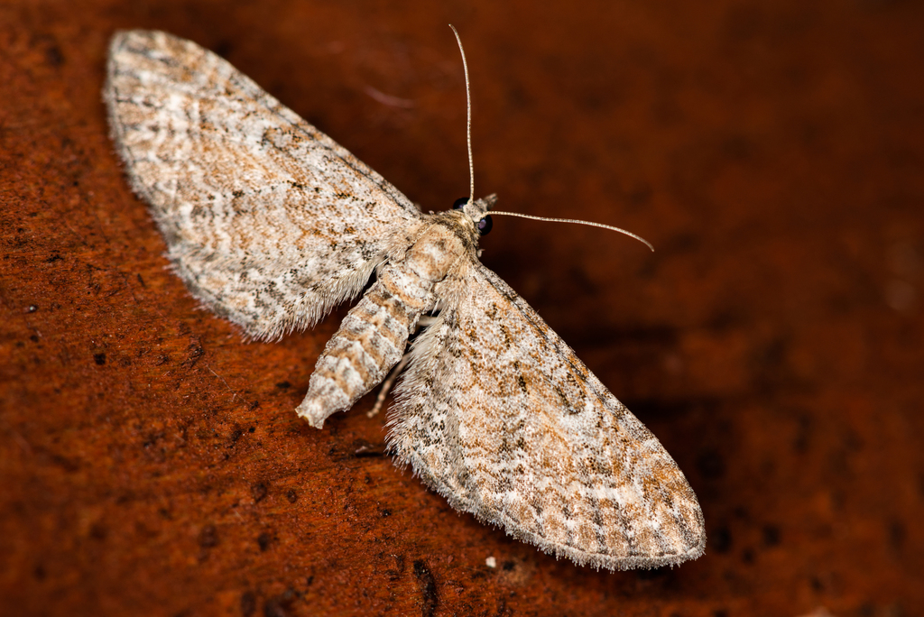 Pug Moths from Малые Колпаны, Ленинградская обл., Россия on July 27 ...