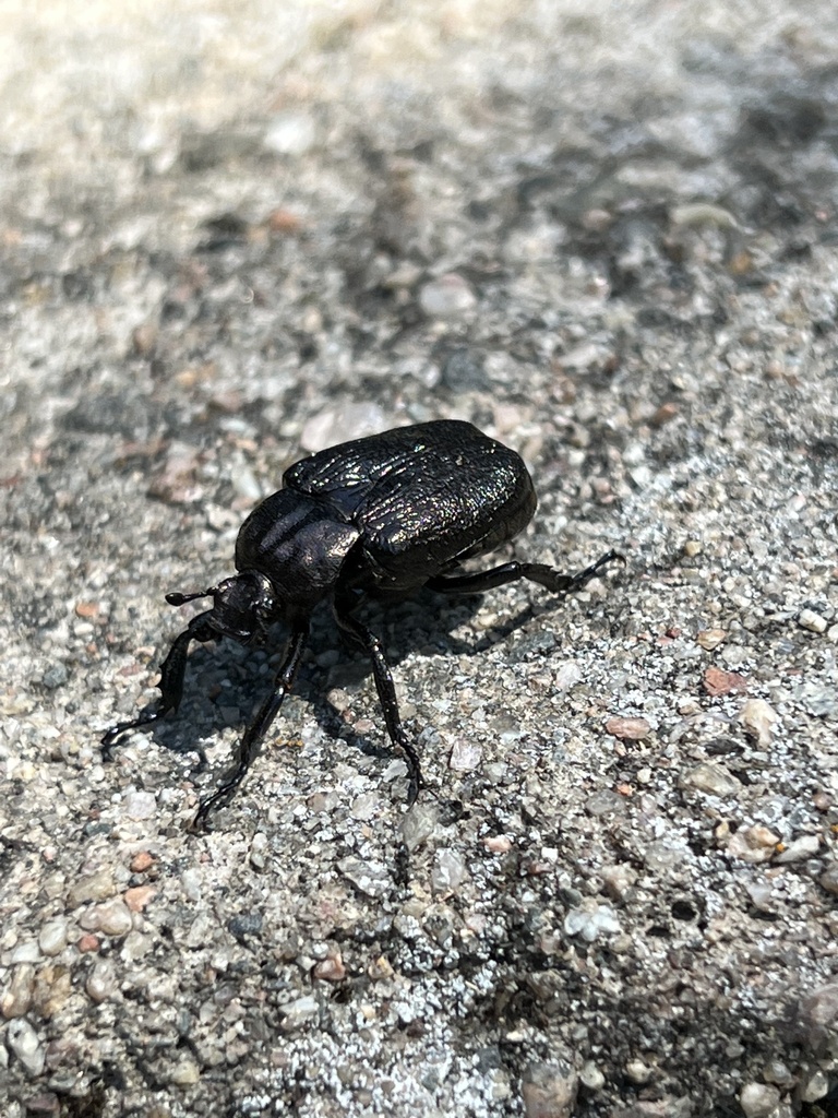 Typical Hermit Beetles from Superior National Forest, Crane Lake, MN ...