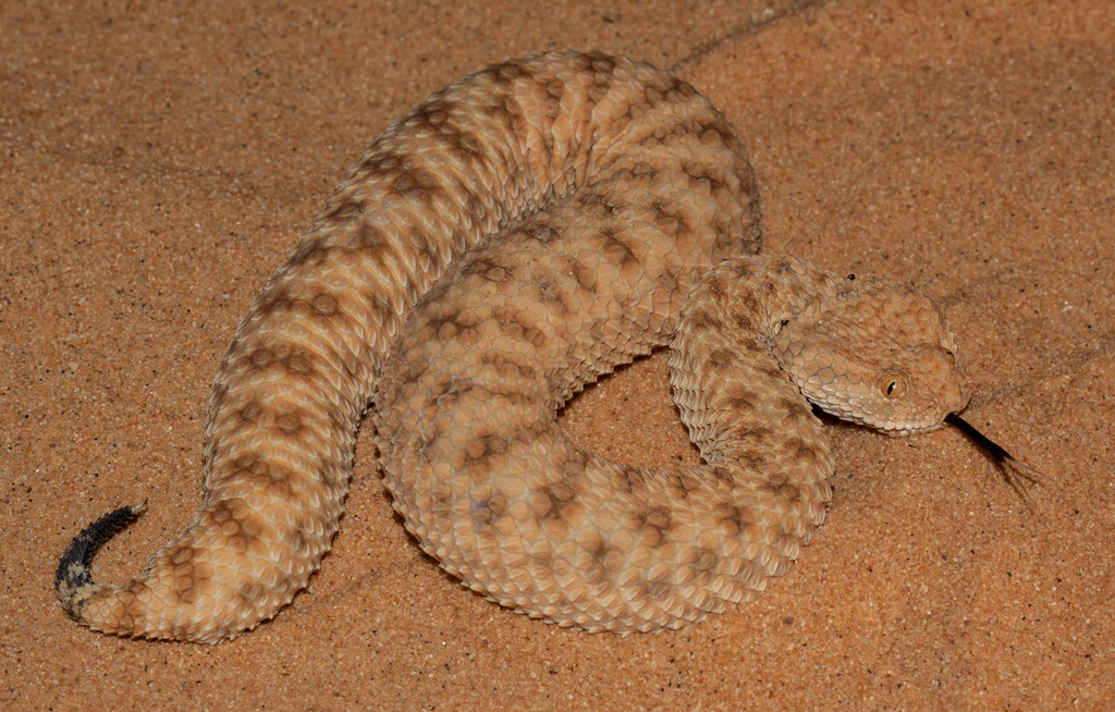 Sahara Sand Viper from Be'er Sheva, Israel on May 15, 2014 at 09:55 PM ...