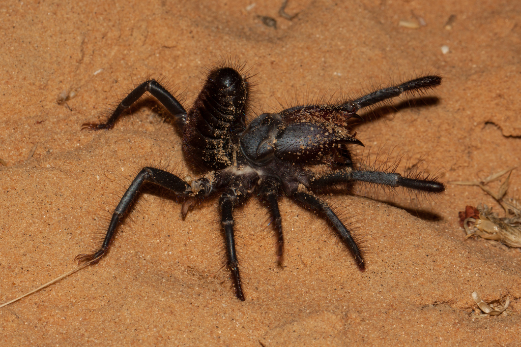 Rhagodidae from Be'er Sheva, Israel on May 17, 2014 at 07:17 PM by Luke ...