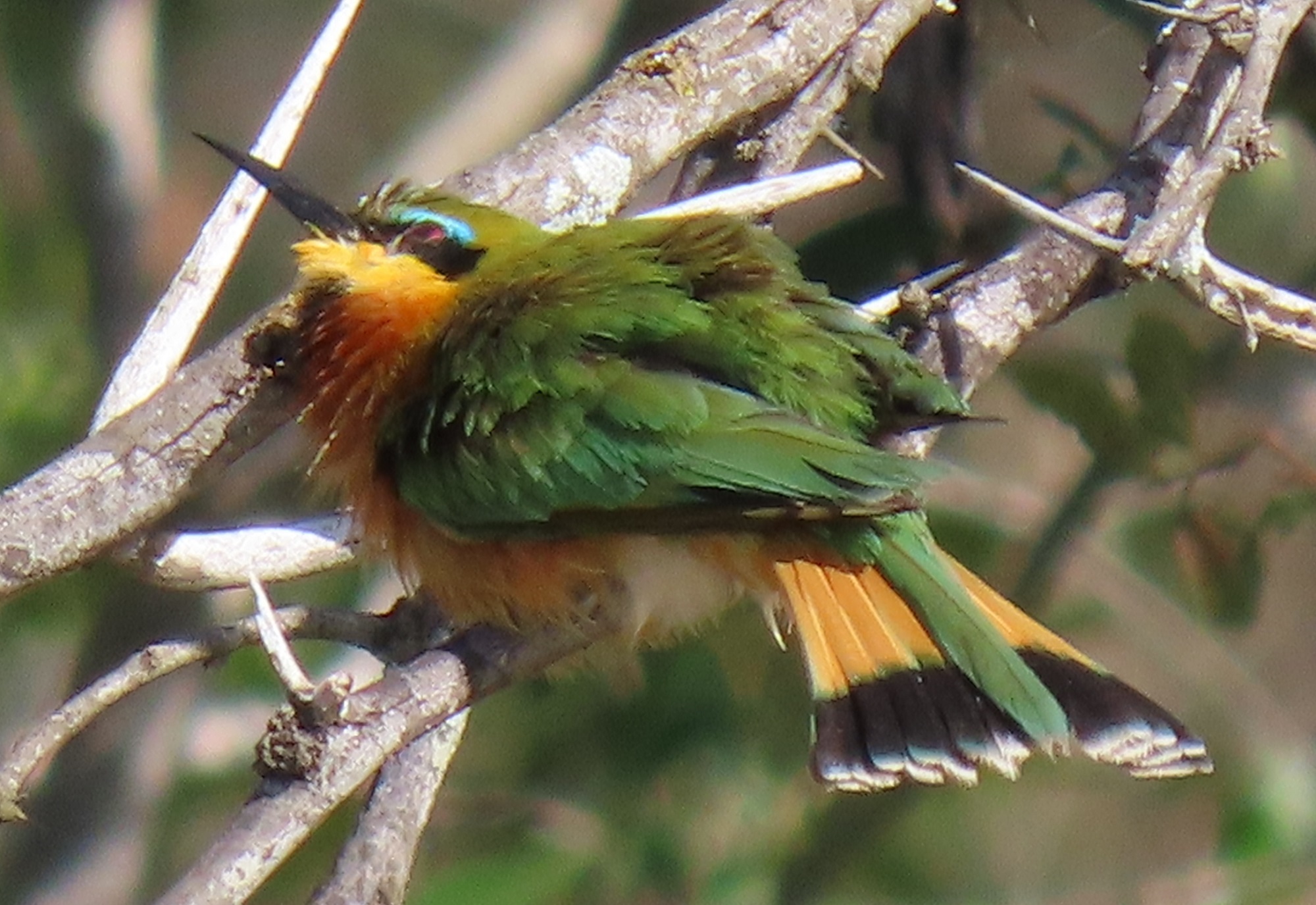 Merops pusillus meridionalis (Sharpe, 1892)