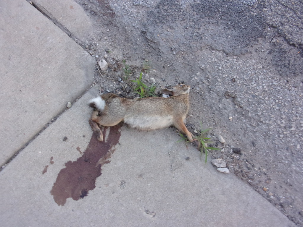 Eastern Cottontail from Ottawa, IL 61350, USA on June 18, 2018 at 08:11 ...