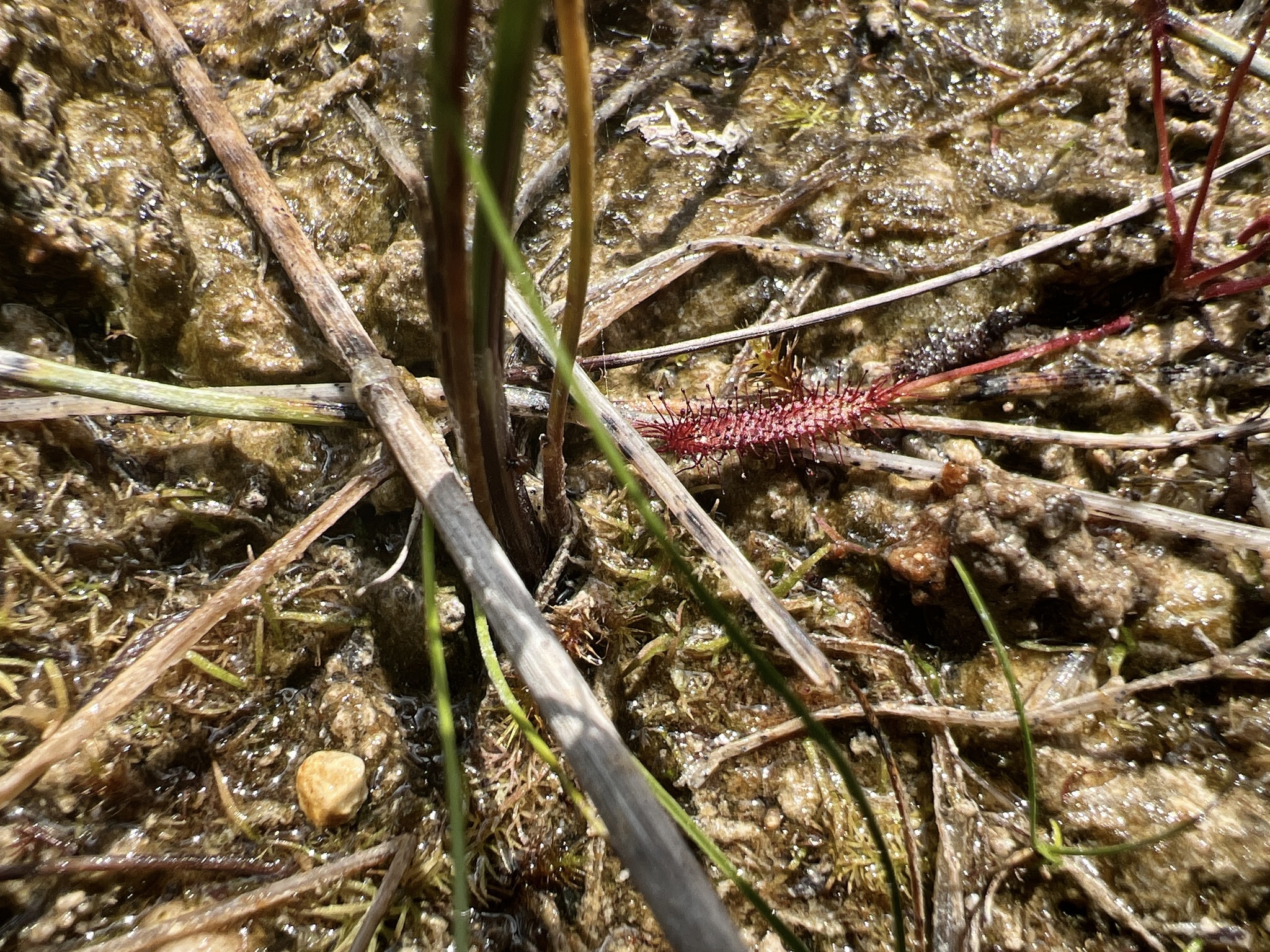 Drosera linearis Goldie