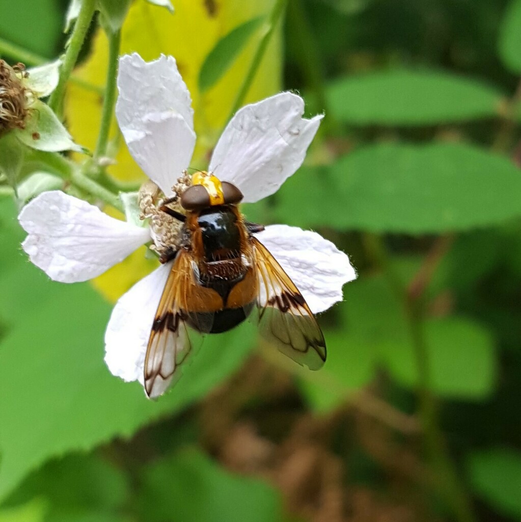 Volucella inflata from Monkwood, Worcester, UK on 24 July, 2022 at 01: ...