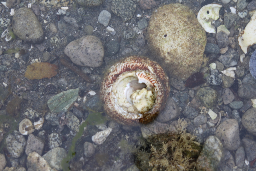 Trochoidea from Alberni-Clayoquot, British Columbia, Canada on July 27 ...