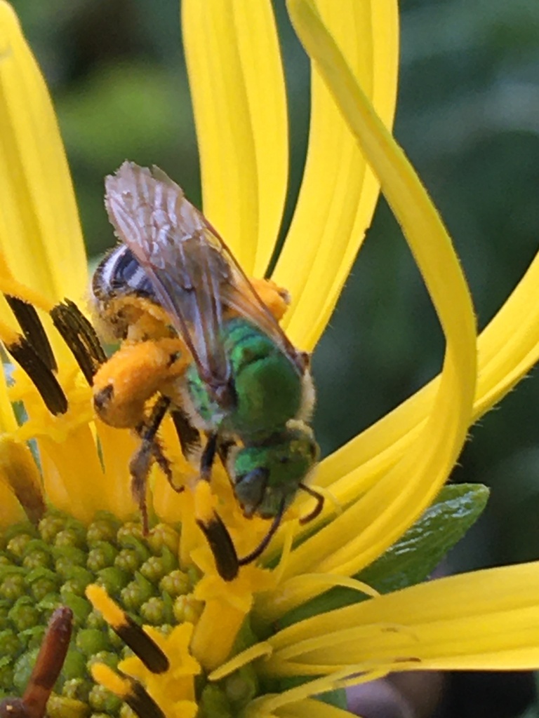 Bicolored Striped Sweat Bee from Scott County, MN, USA on July 27, 2022 ...
